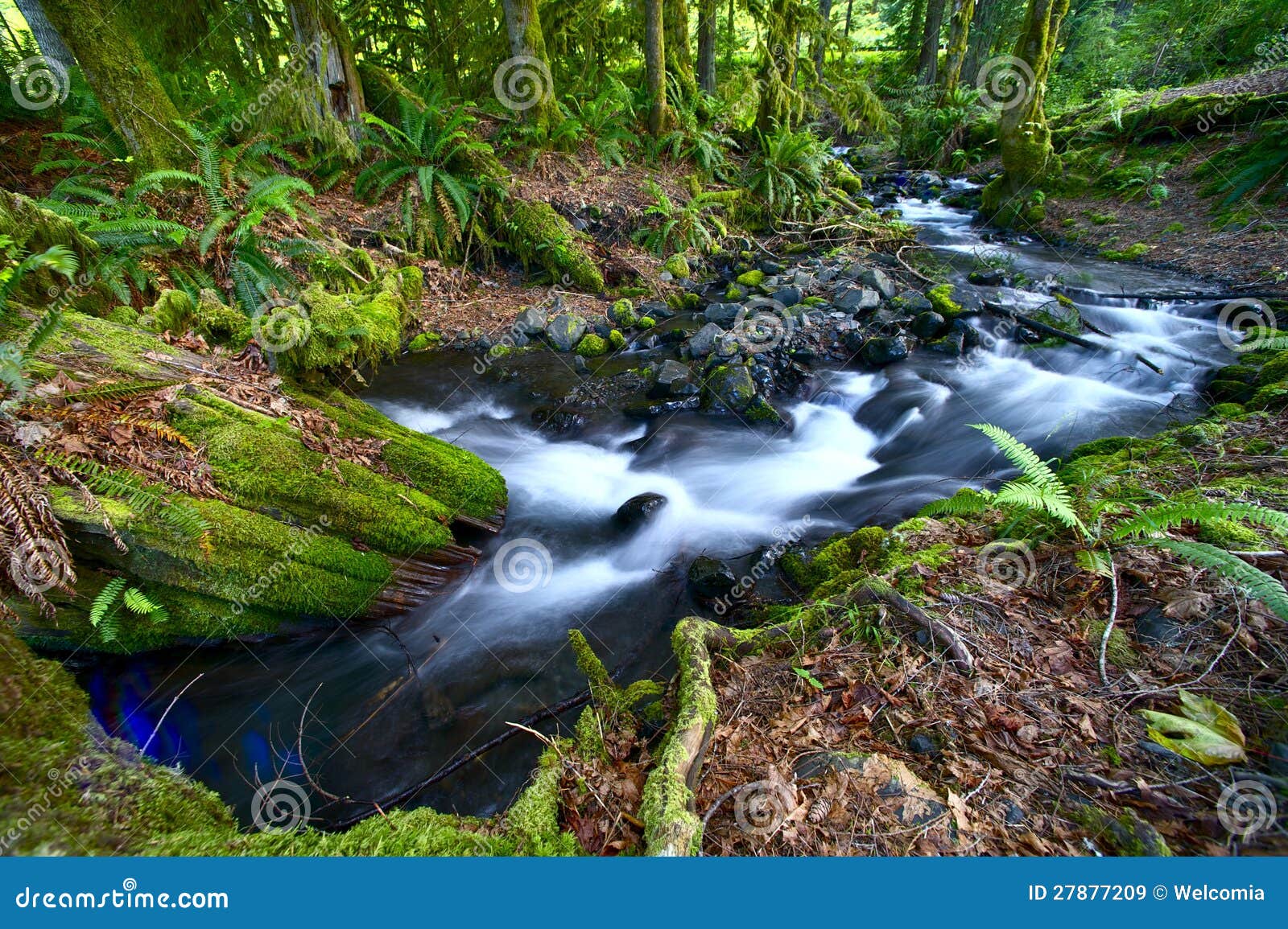 Regenwald-Nebenfluss stockbild. Bild von berge, farne - 27877209