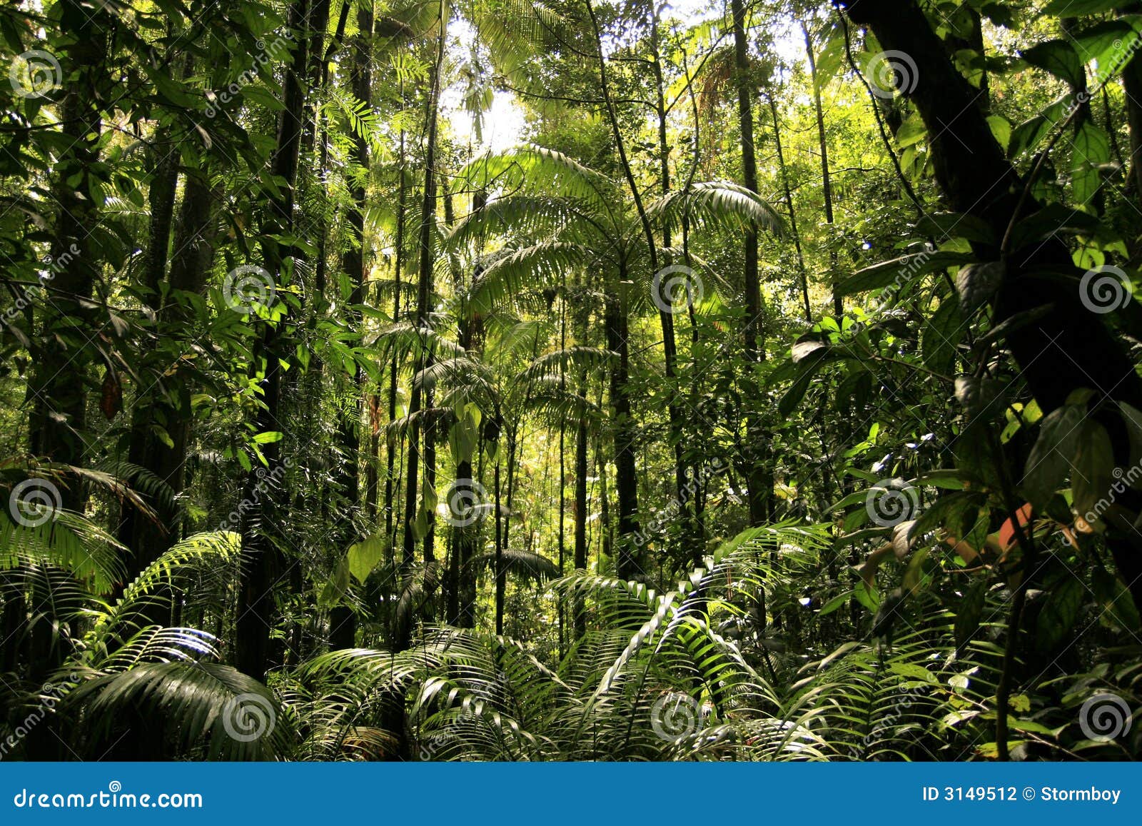 Regenwoud stock foto. Image of nave, tropisch, boom, groen - 3149512