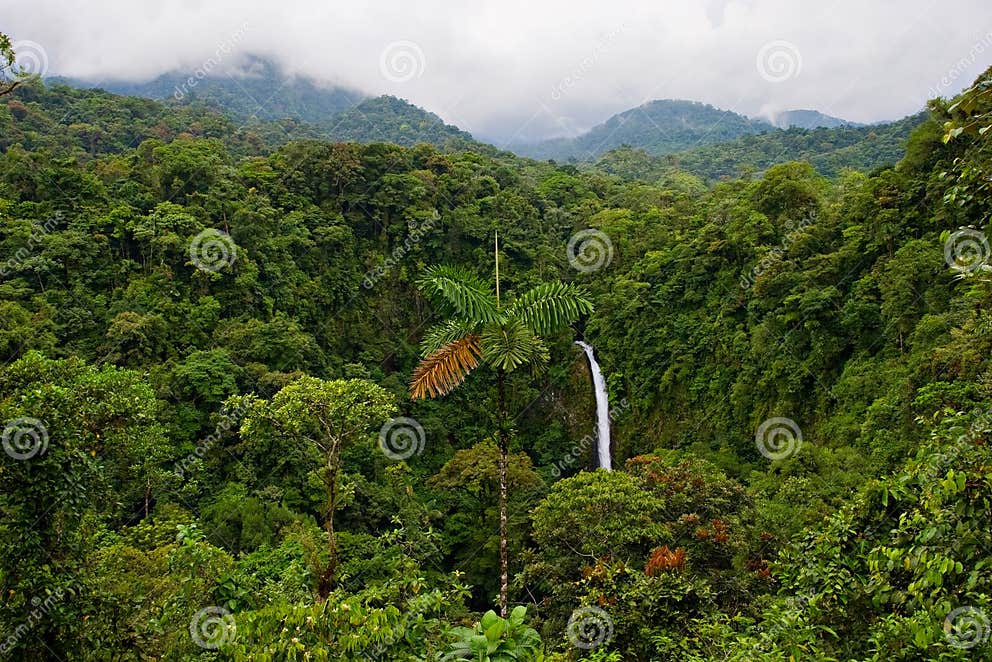 Regenwoud stock afbeelding. Image of gebladerte, centraal - 5093069