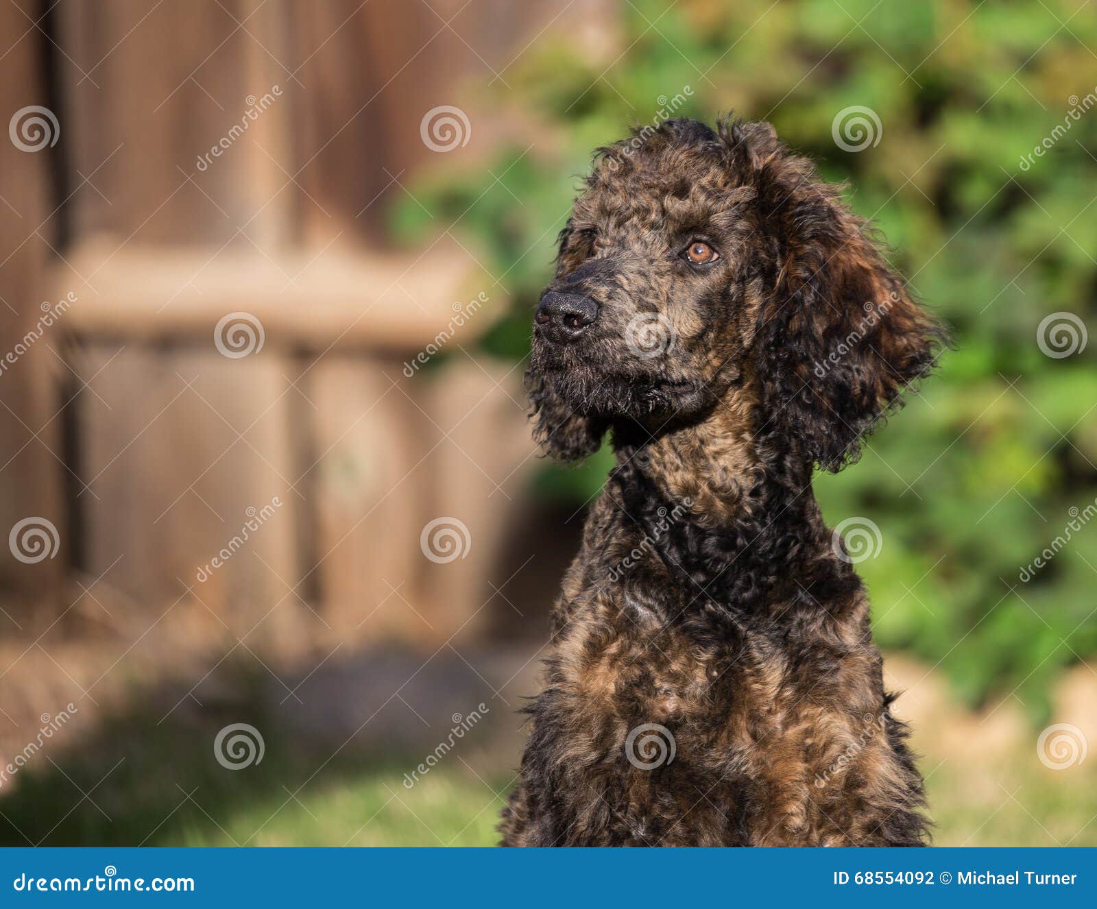 Reggie a Standard Poodle stock photo. Image of doggy - 68554092