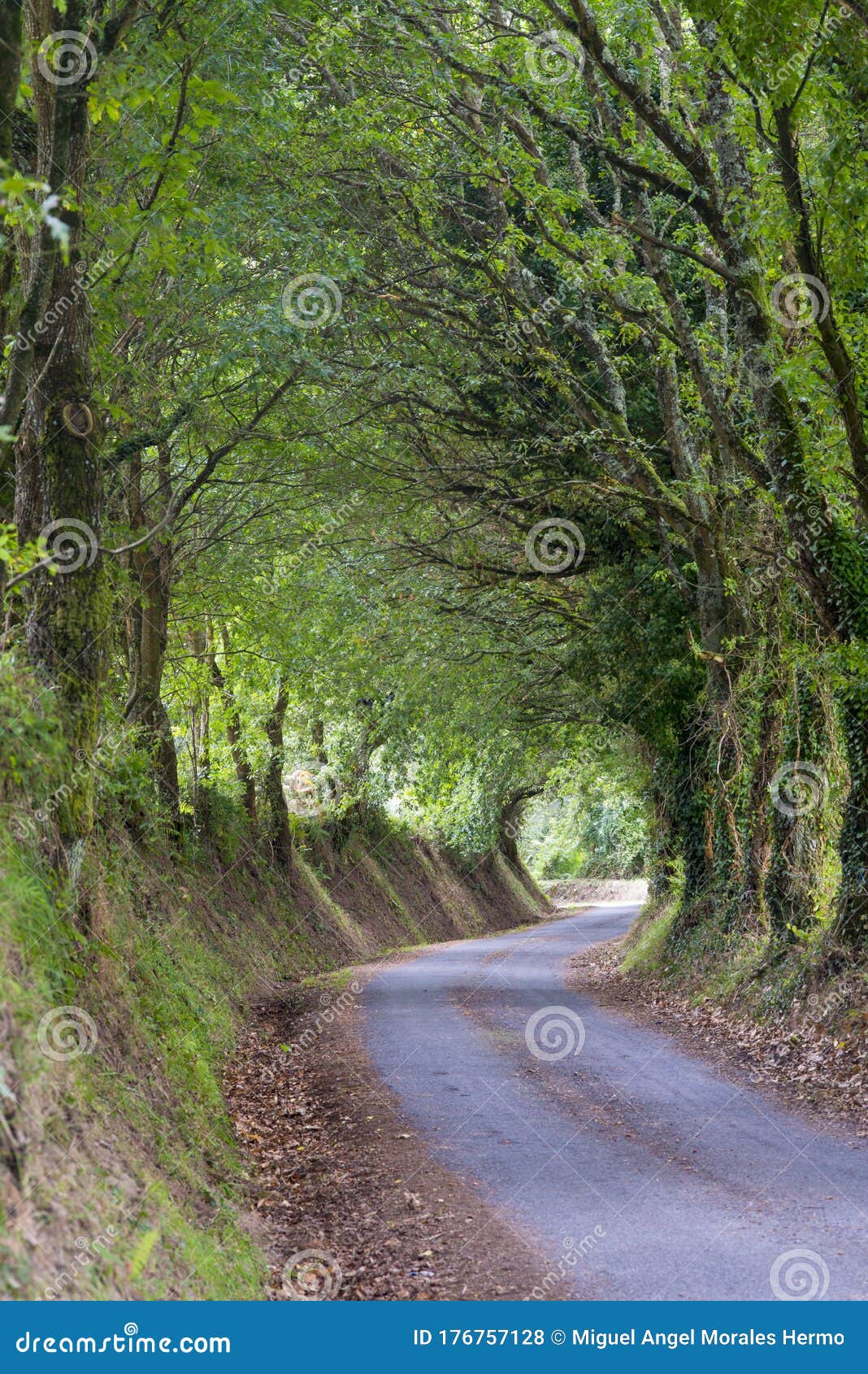 Regional Road between Trees in Galicia Spain Stock Photo - Image of ...