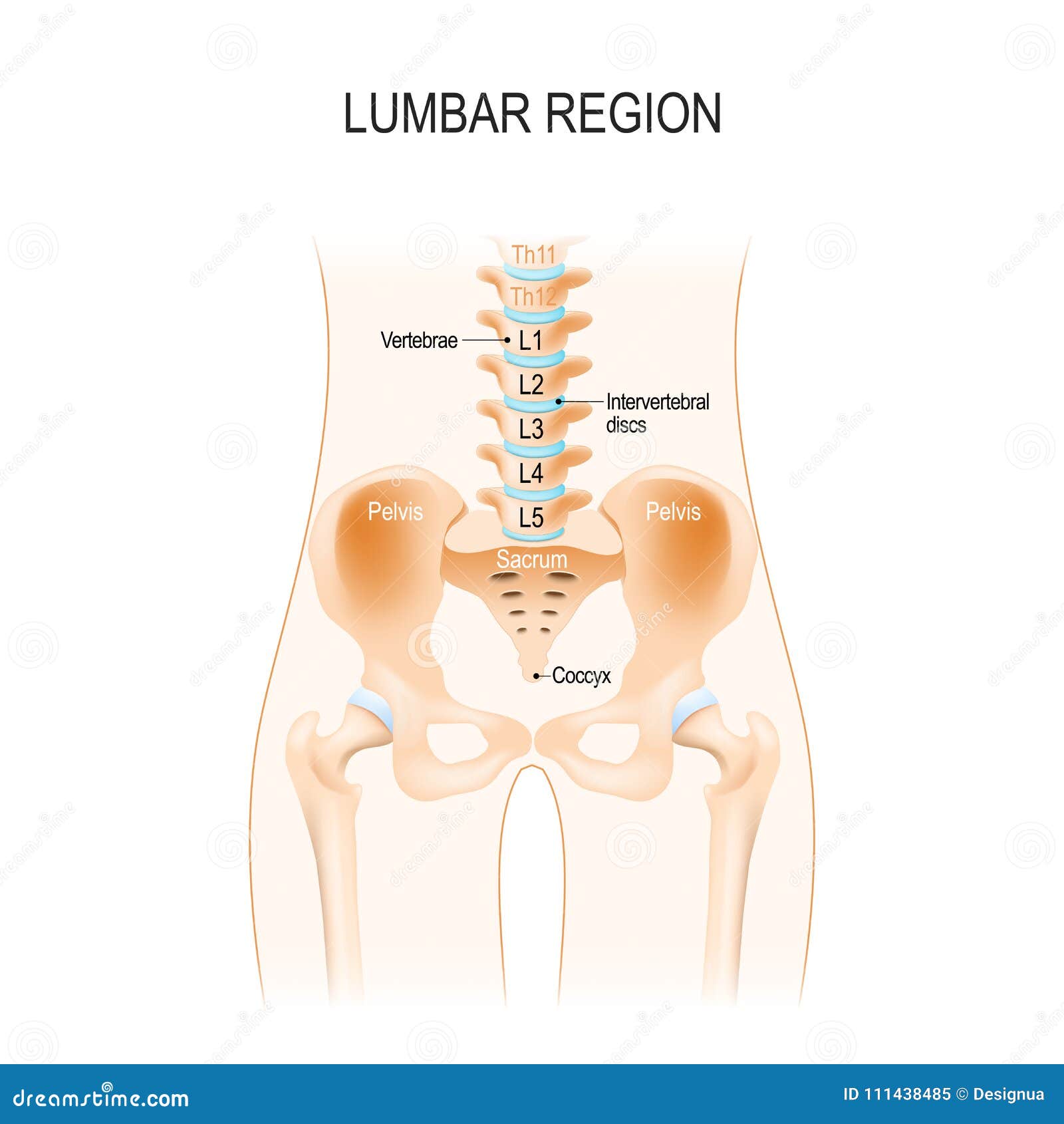 Regione Lombare Anatomia Umana Illustrazione Vettoriale - Illustrazione ...