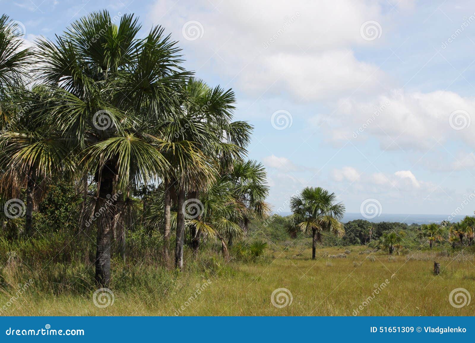 Regiones Del Este De Colombia Imagen de archivo - Imagen de paisaje ...