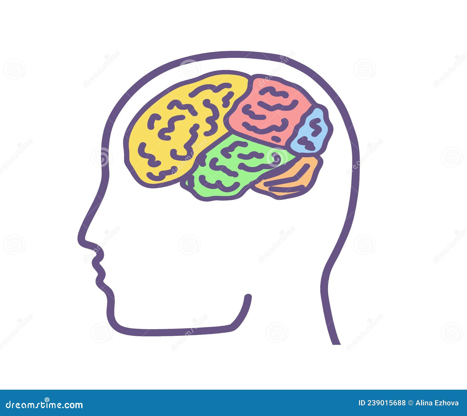 Regions of the Brain and Head. Symbol. Vector. Stock Vector ...