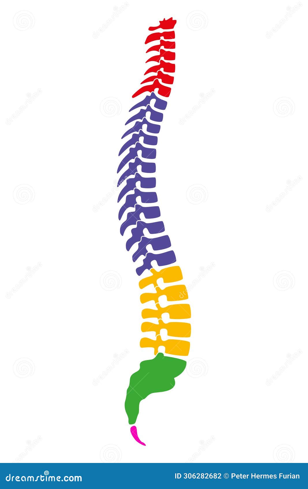 Human Vertebral Column Lateral Side View With Partly Transparent ...