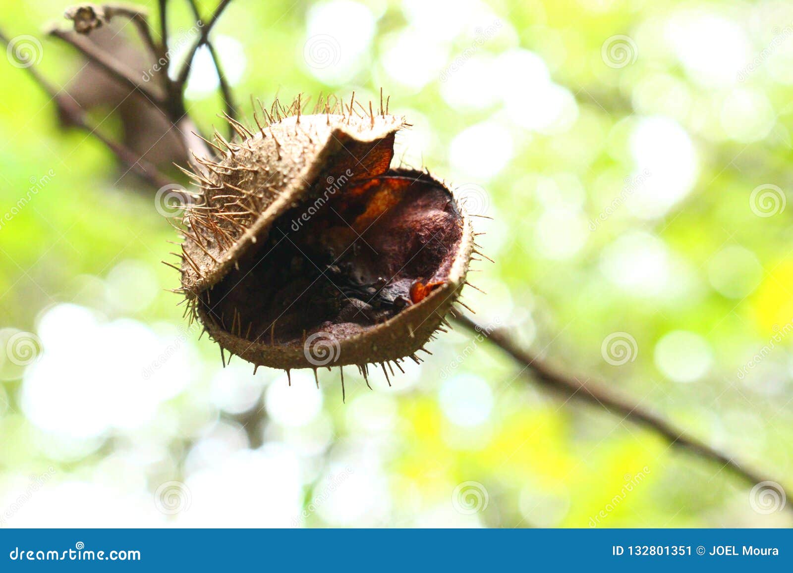 Urucum at forest stock image. Image of seed, registred - 132801351