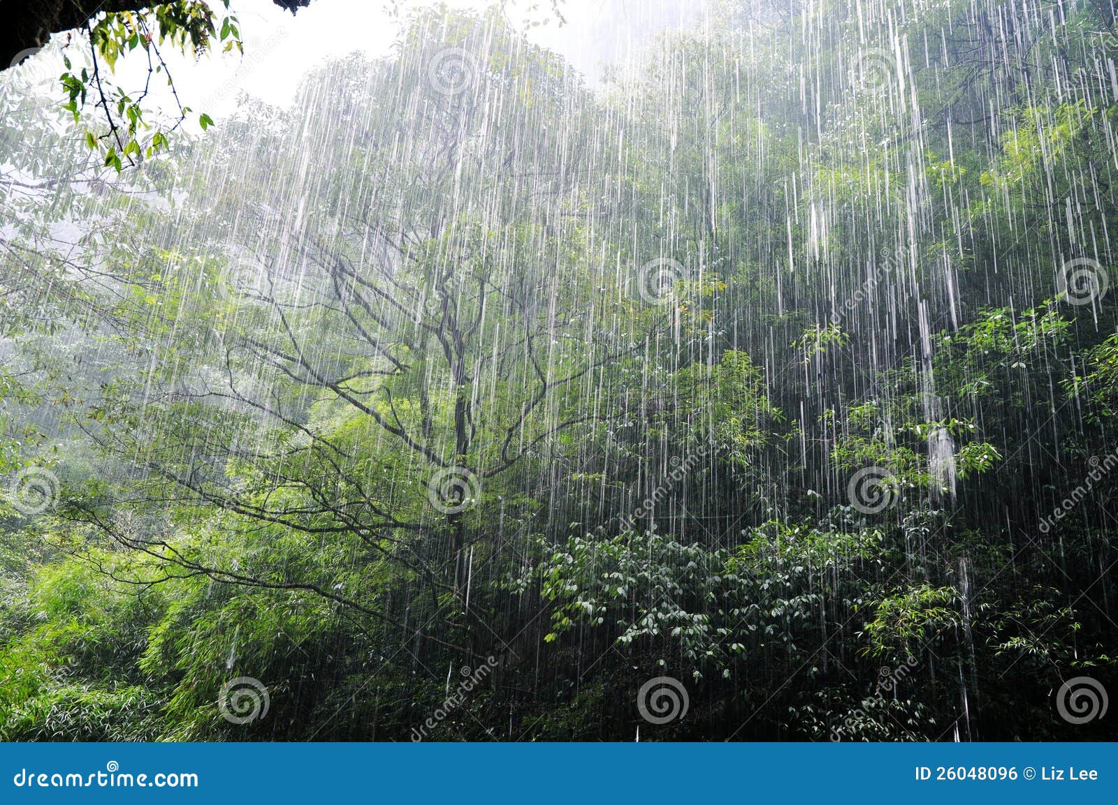 Regnen im Wald stockfoto. Bild von blatt, baum, blades - 26048096