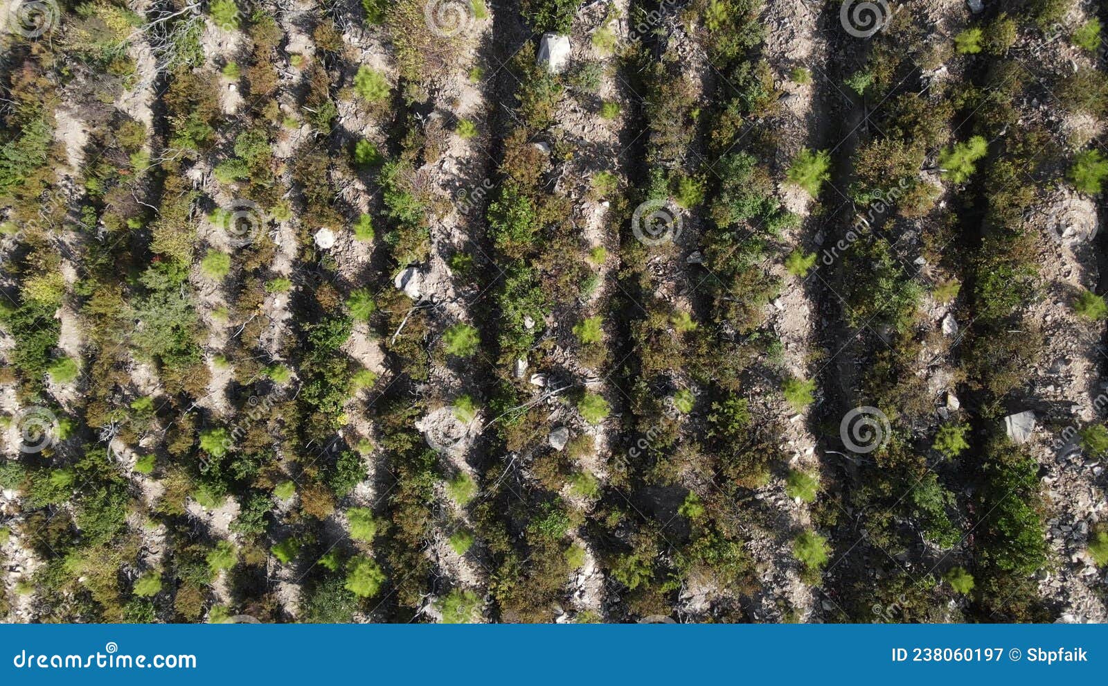 Regrow tree stock video. Video of regrow, sustainable - 238060197