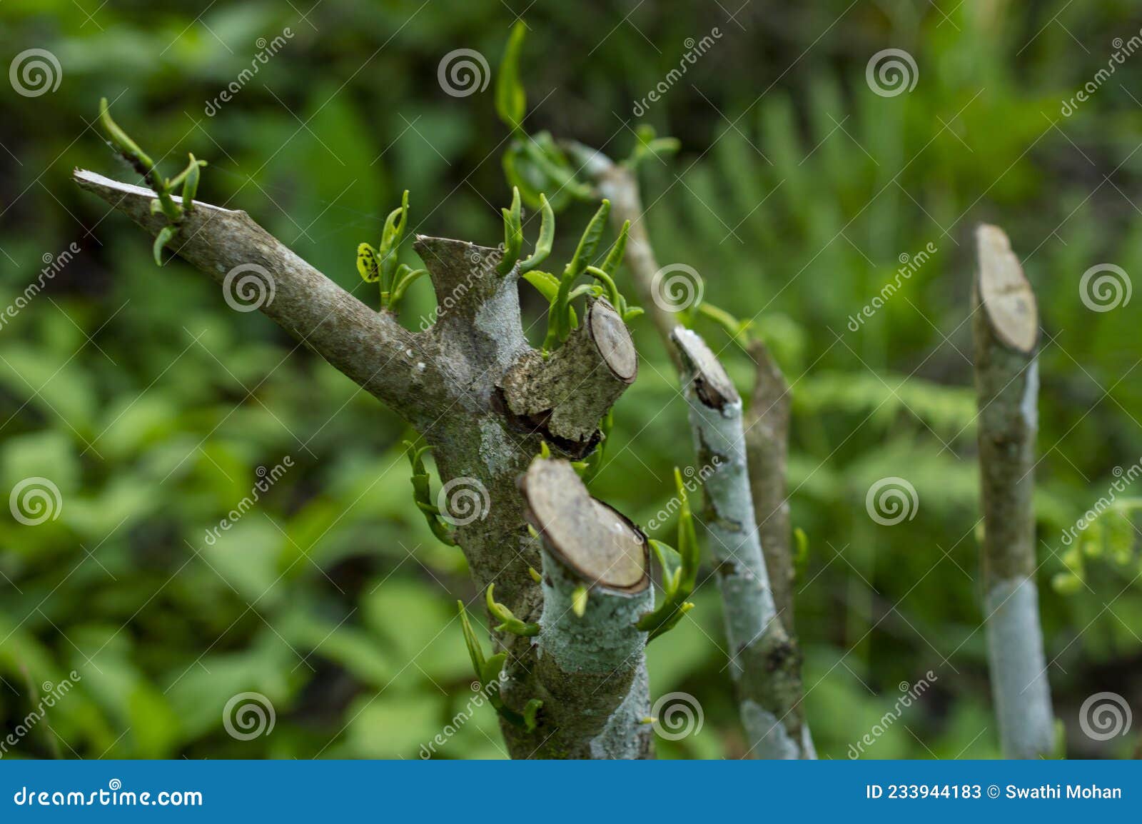 Regrowing Leaves from a Chopped Tree Stock Image - Image of black ...