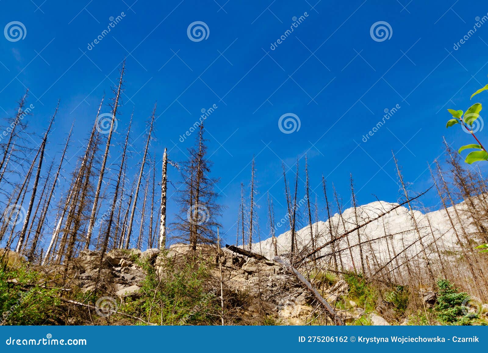Regrowing Forest. Jasper National Park, Alberta, Canada Stock Photo ...