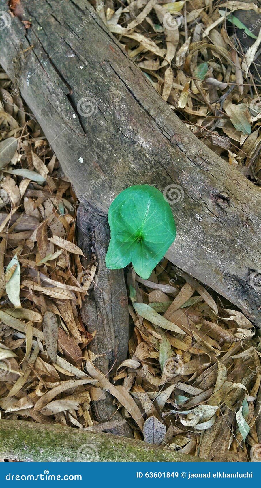 Regrowing plant stock image. Image of nature, green, life - 63601849