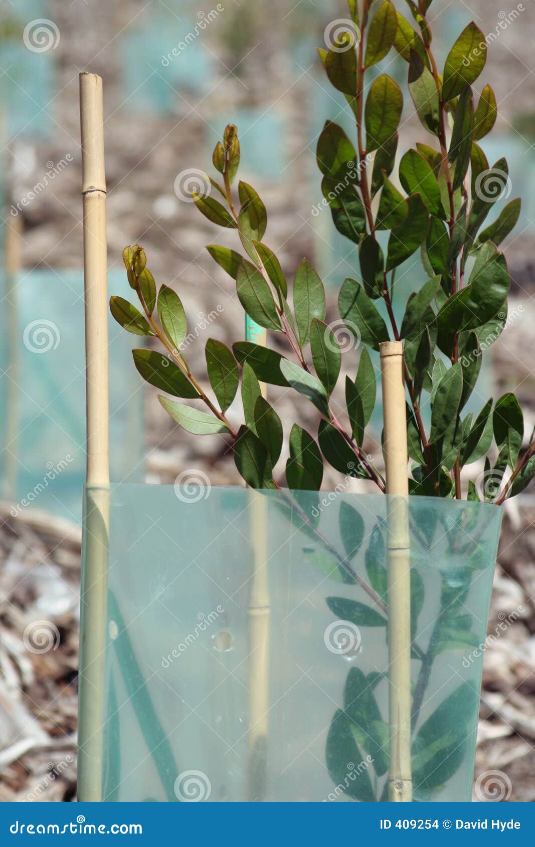 Regrowth stock photo. Image of growth, chipping, greening - 409254