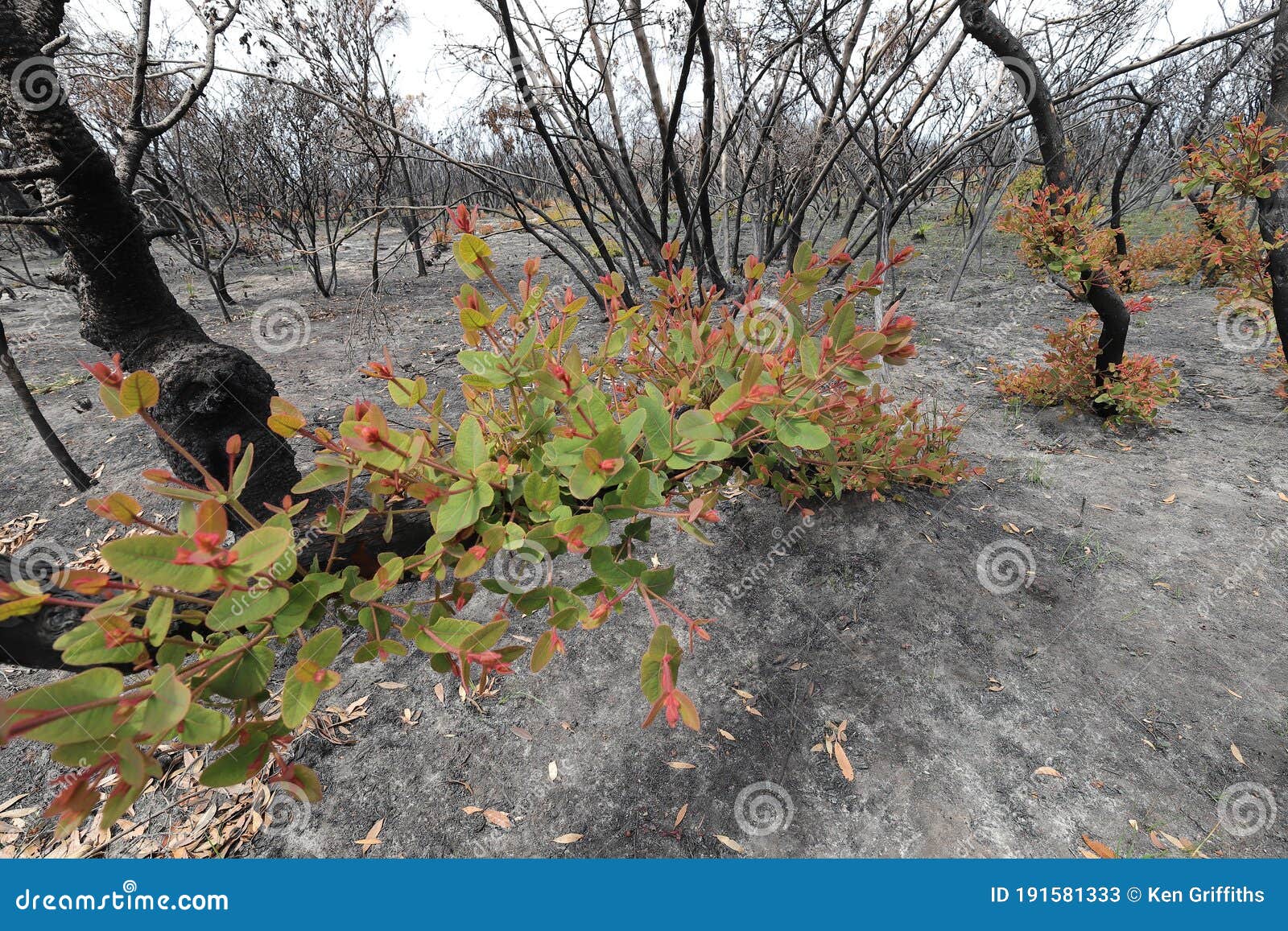 Bushfire regrowth stock image. Image of australia, hispida - 191581333
