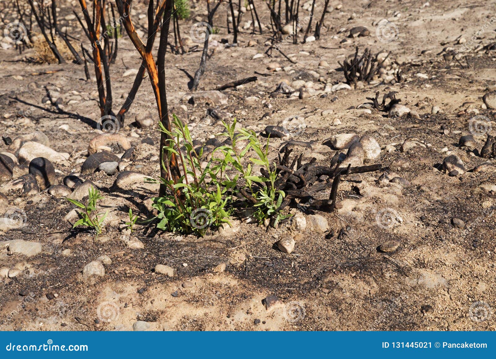 Regrowth after fire stock image. Image of ground, dead - 131445021