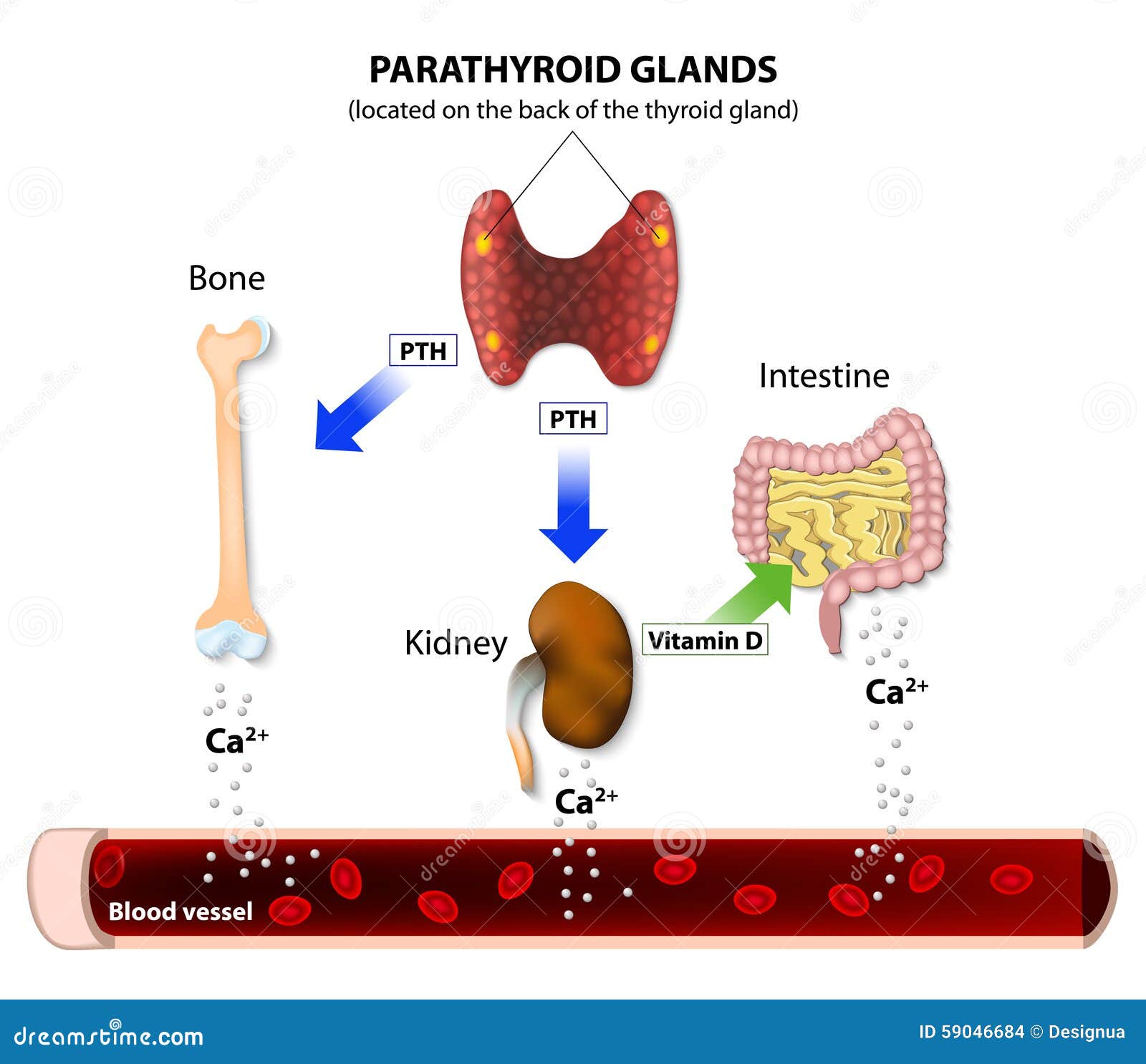 Regulación Hormonal Del Calcio Ilustración del Vector - Ilustración de ...