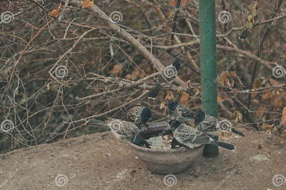 Regular birds stock photo. Image of birds, regular, special - 153968922