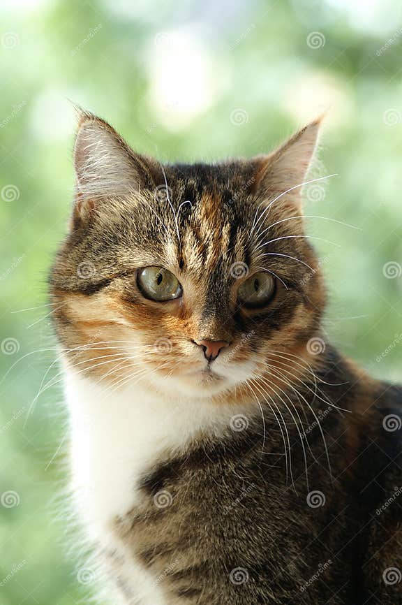 Regular cat stock photo. Image of colorful, kitty, animal - 2553766