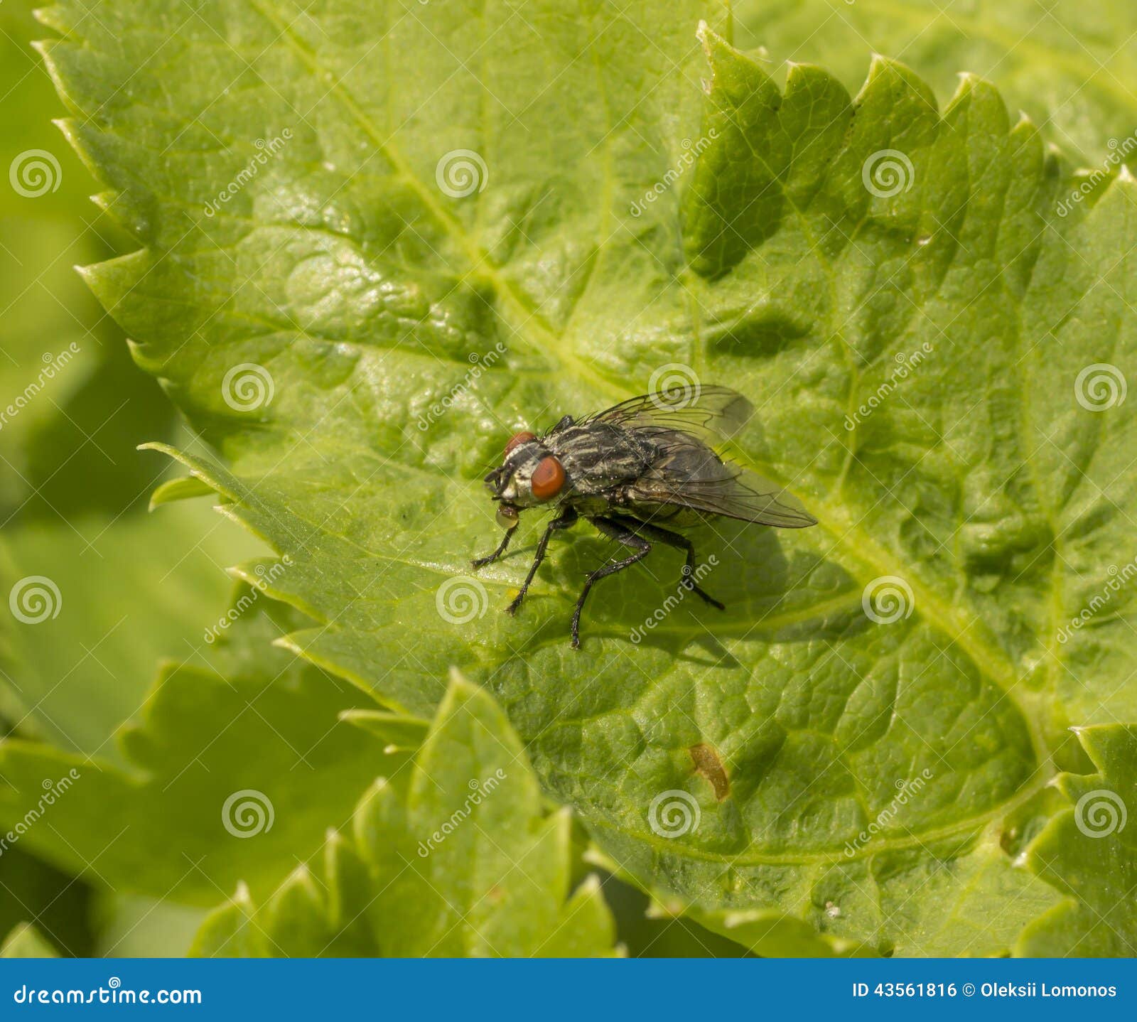 Regular fly stock photo. Image of eyes, green, little - 43561816