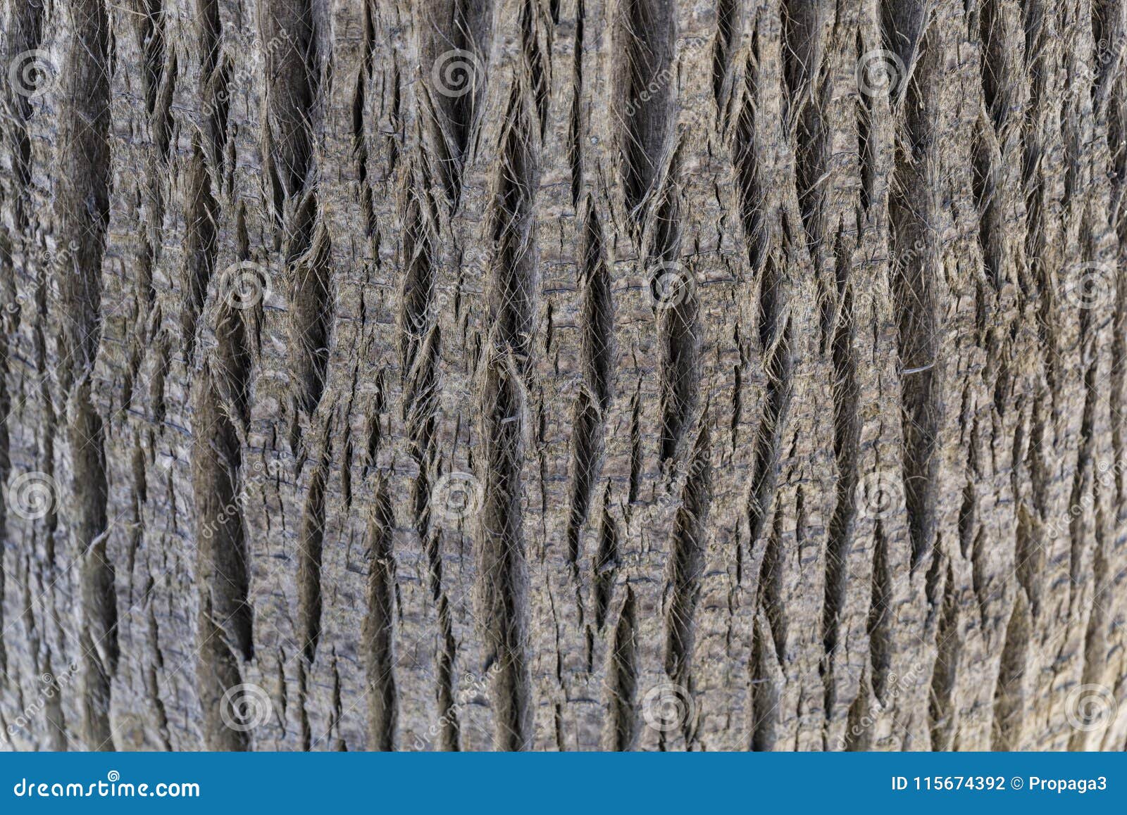 Regular plot tree cortex stock photo. Image of abstract - 115674392