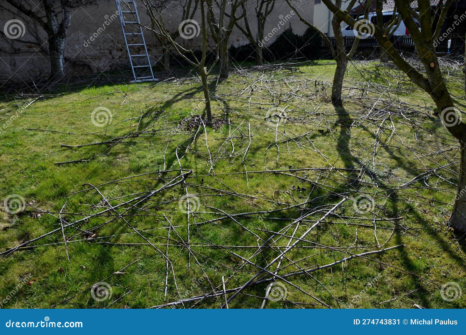 Regular Spring Rust of Trees in the Orchard. There are Lots of Cut ...