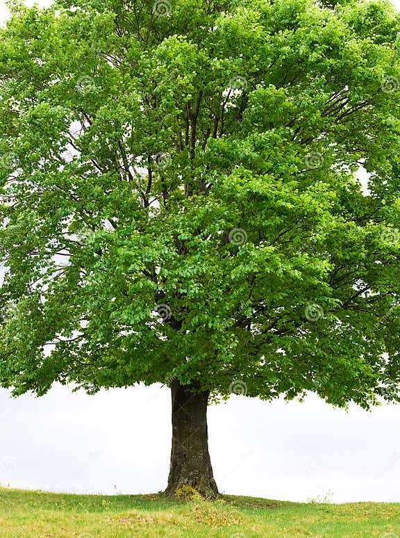 Regular tree stock photo. Image of foliage, leafage, tree - 21132164