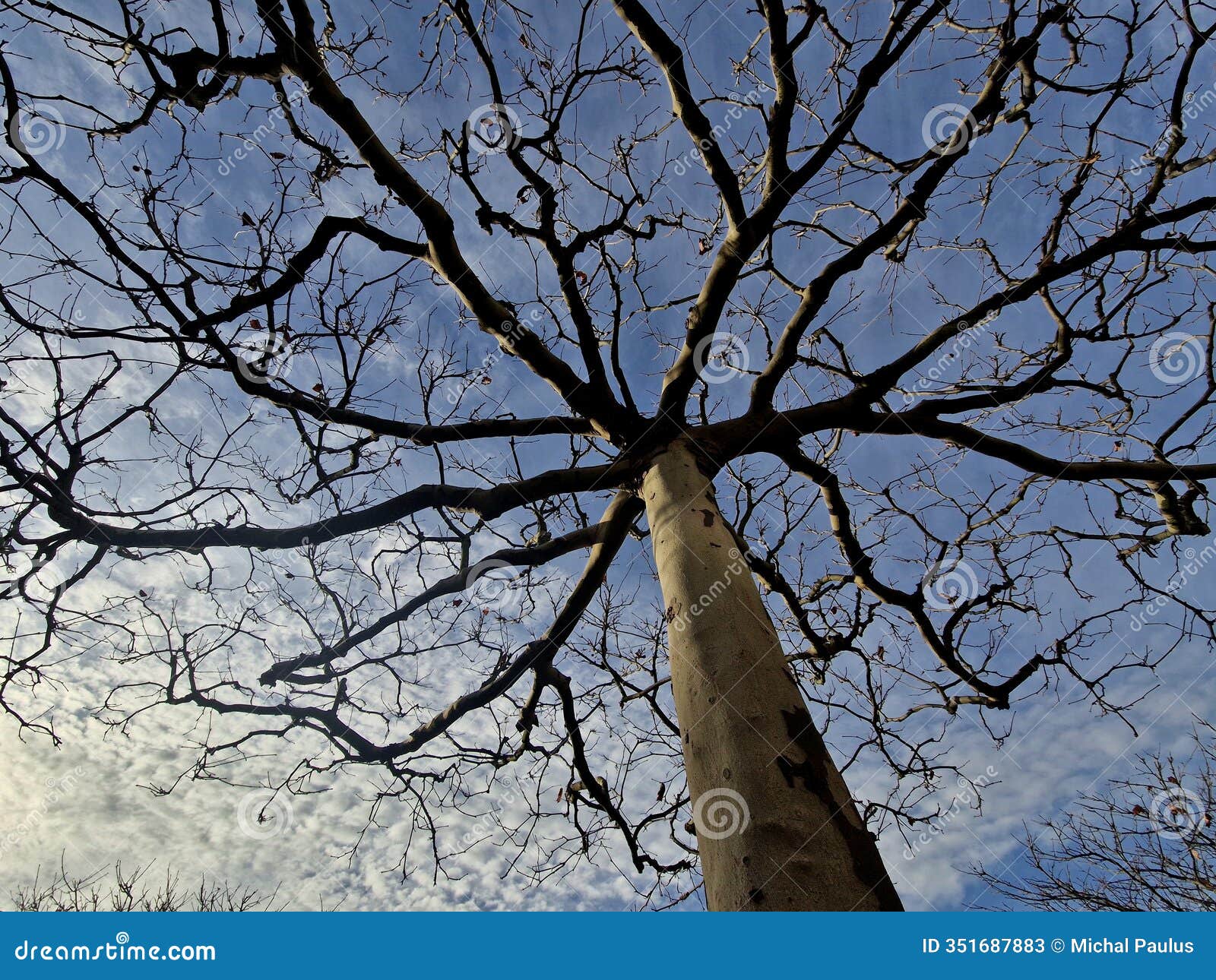 Regularly Space the Trees on the Square in a Square Stock Image - Image ...