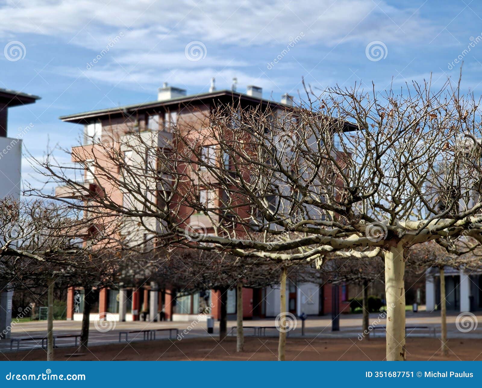 Regularly Space the Trees on the Square in a Square Stock Image - Image ...