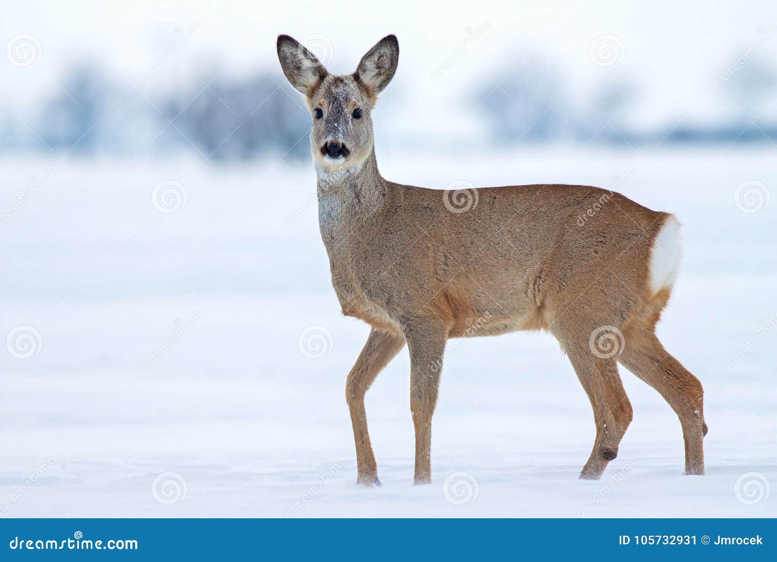 Rehe Capreolus Capreolus Im Winter Auf Schnee Stockbild - Bild von ...