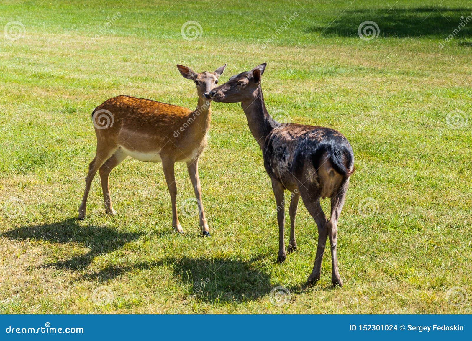 Rehe, Die in Einem Wald Stehen Stockfoto - Bild von blick, europäisch ...