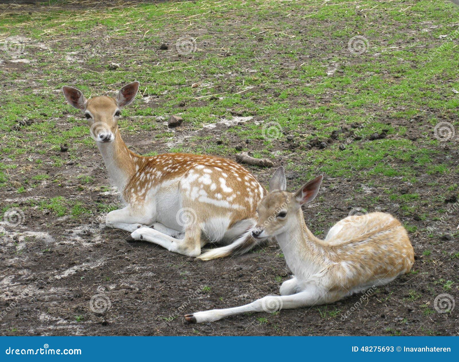 Rehe in Einer Koppel in Den Niederlanden Stockbild - Bild von mutter ...