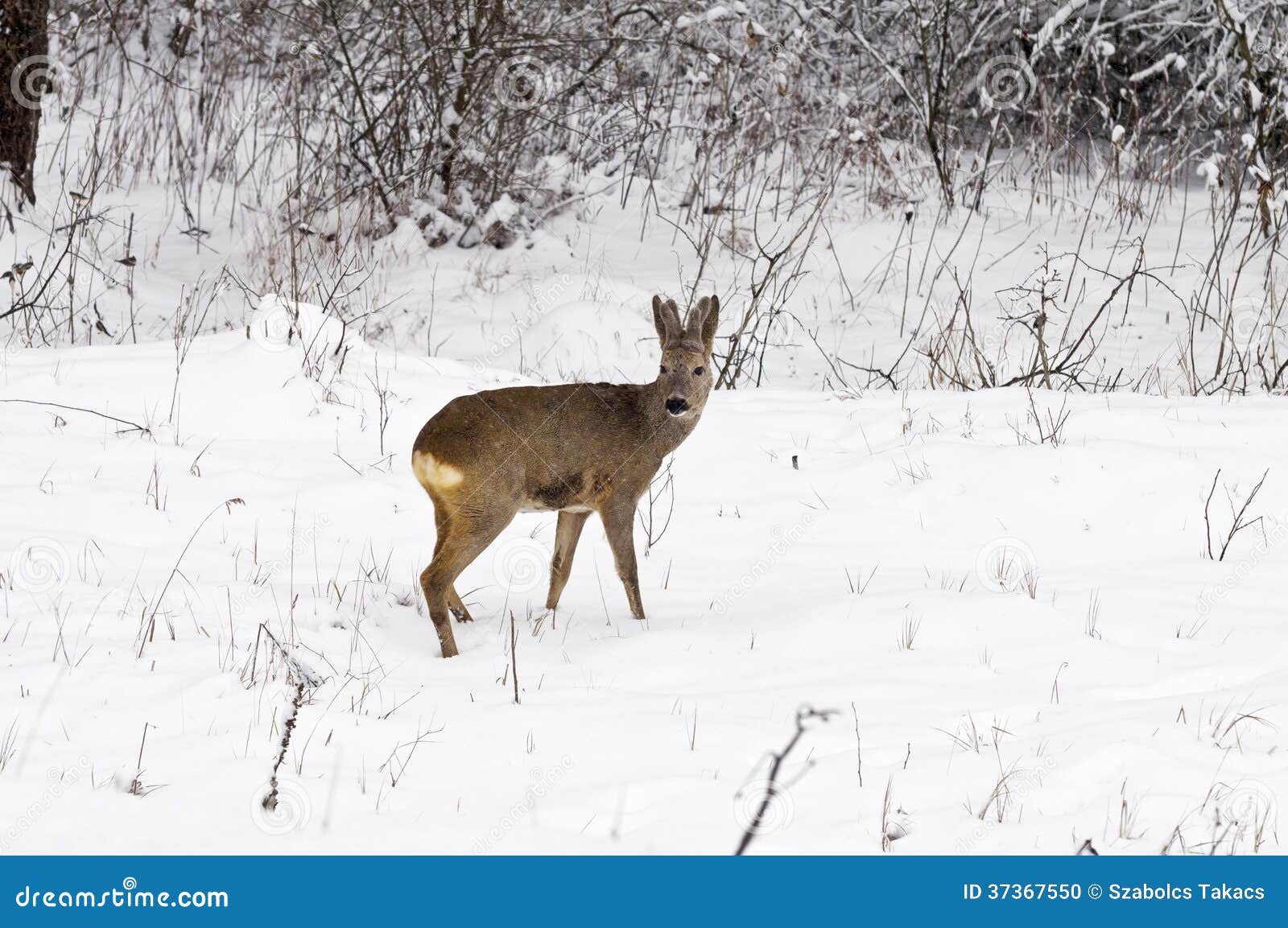 Rehe am Winter stockfoto. Bild von wald, baum, draussen - 37367550