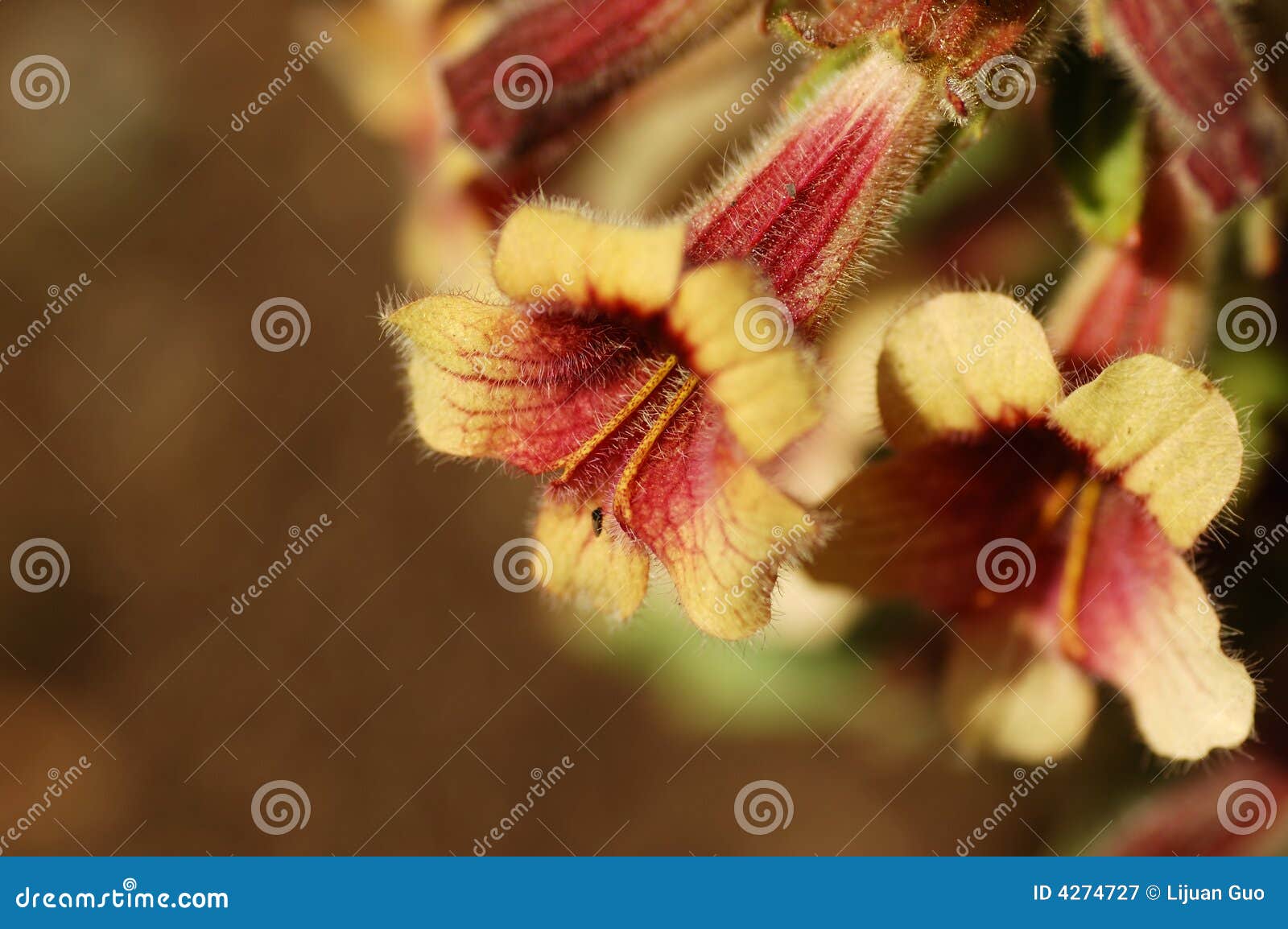 Rehmannia Glutinosa Flowers Stock Image - Image of flora, orange: 4274727