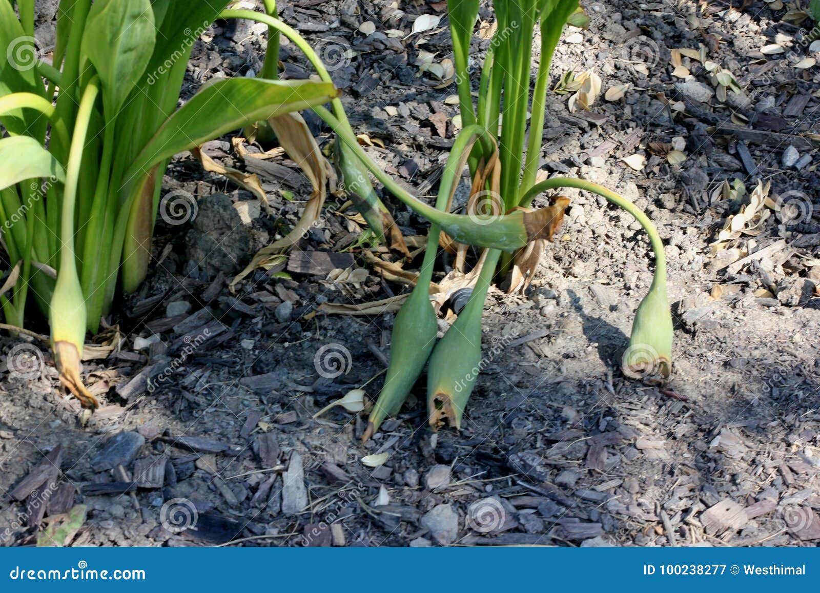 Rehmannii Del Zantedeschia, Cala Rosada Imagen de archivo - Imagen de ...