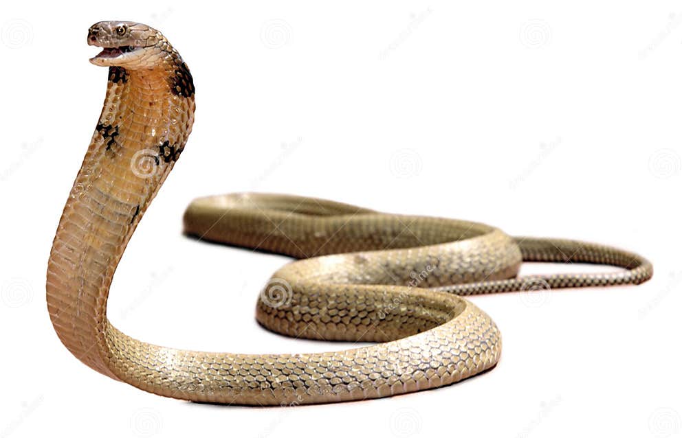 Rei Cobra foto de stock. Imagem de veneno, frio, wildlife - 51137212