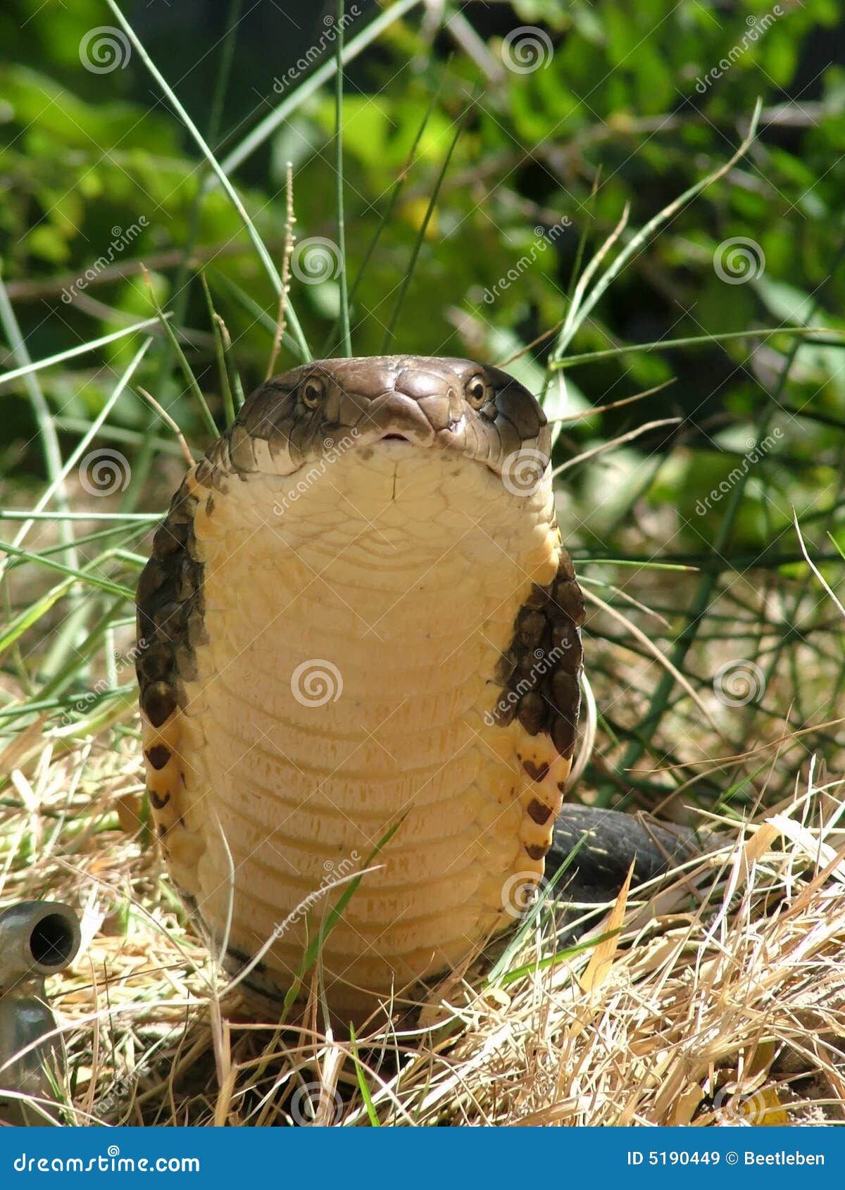 Rei Cobra imagem de stock. Imagem de insetos, serpentina - 5190449