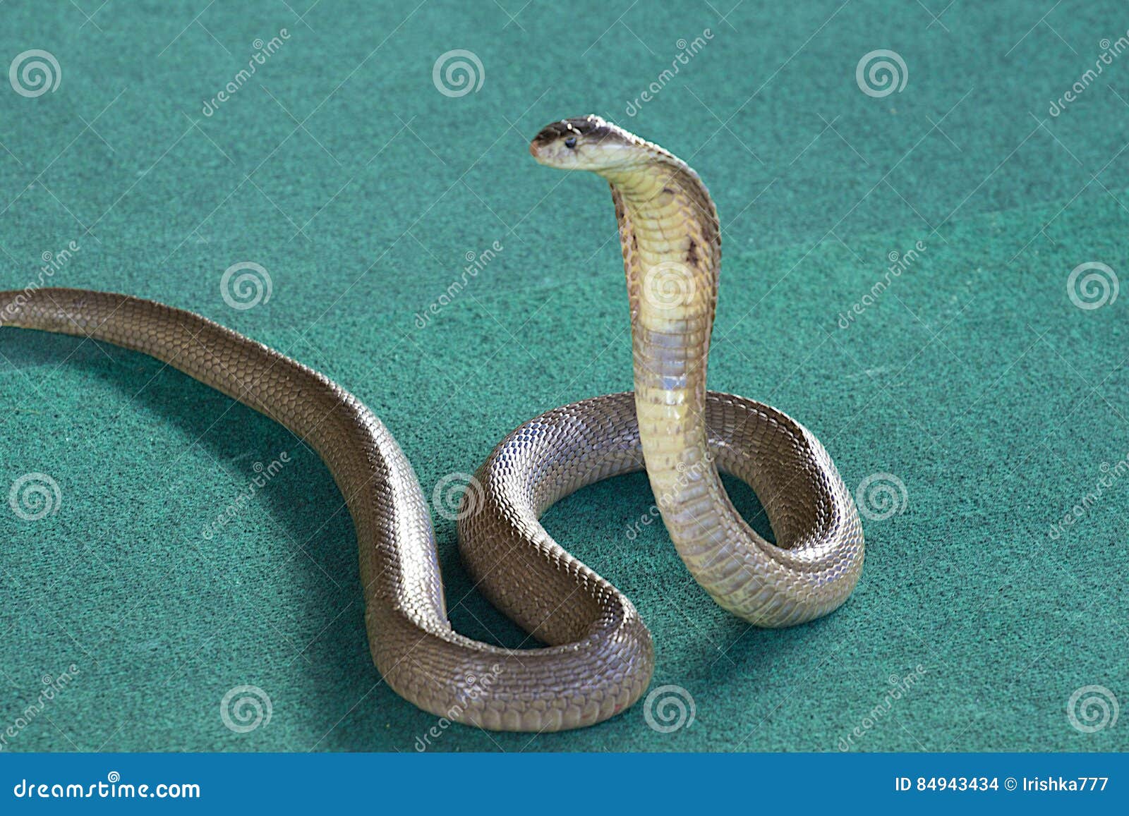 Rei Cobra foto de stock. Imagem de punho, viver, boca - 84943434