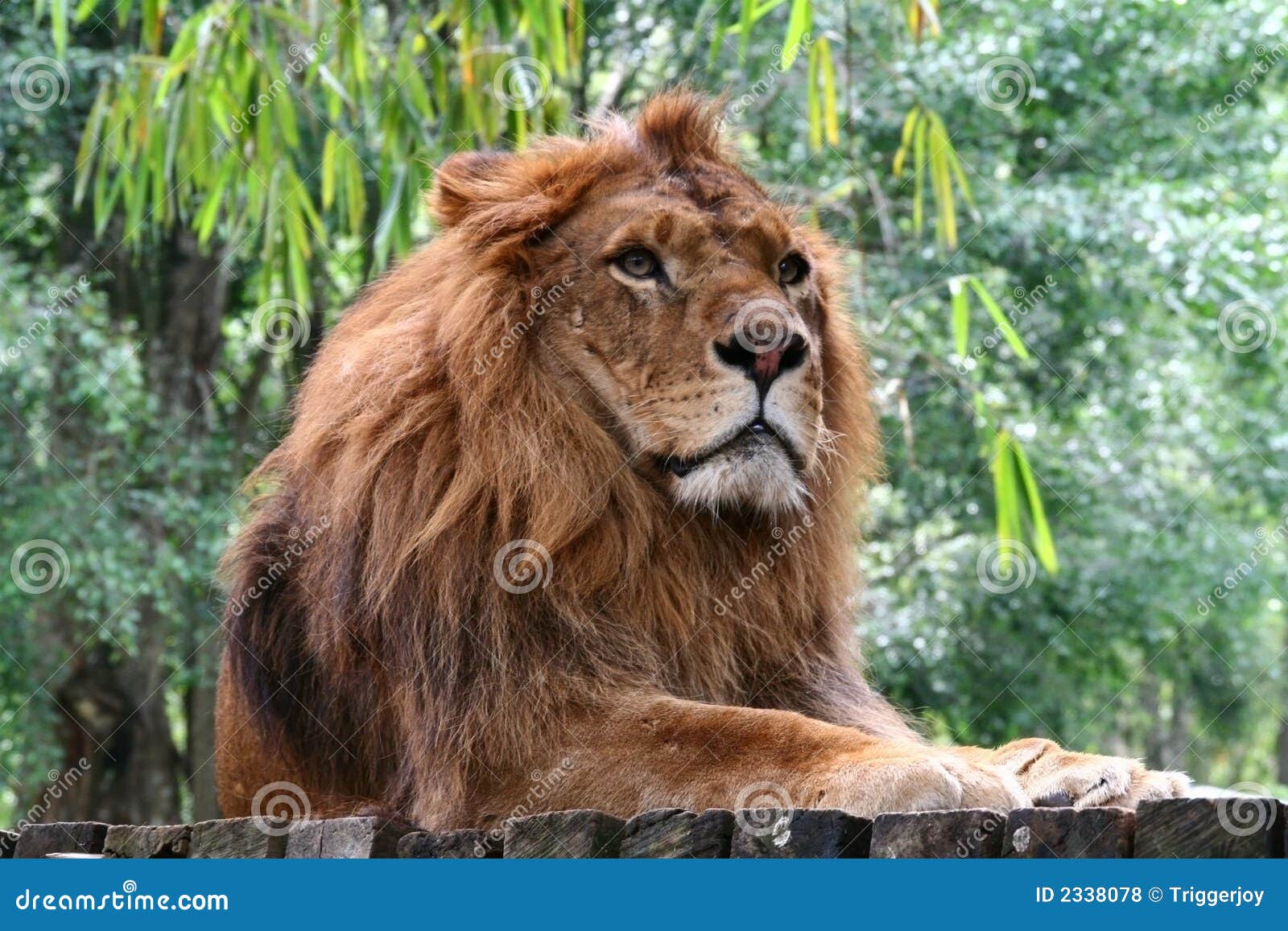 Rei da selva foto de stock. Imagem de naughty, reserva - 2338078