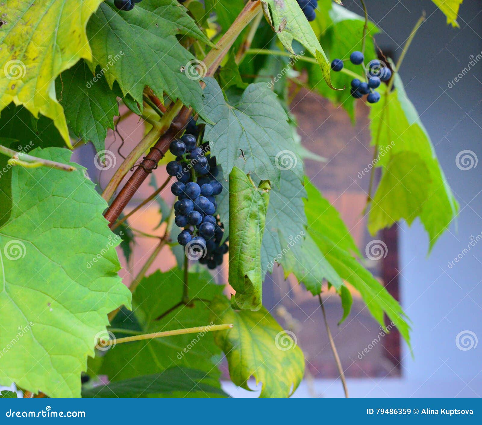 Reife Blaue Trauben Auf Einem Weinstock Stockbild - Bild von land, wein ...