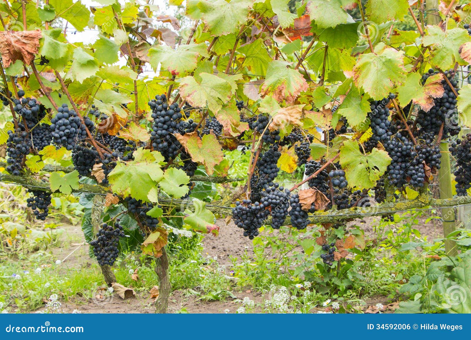 Reife Blaue Trauben Im Weinberg Stockfoto - Bild von grün, frisch: 34592006