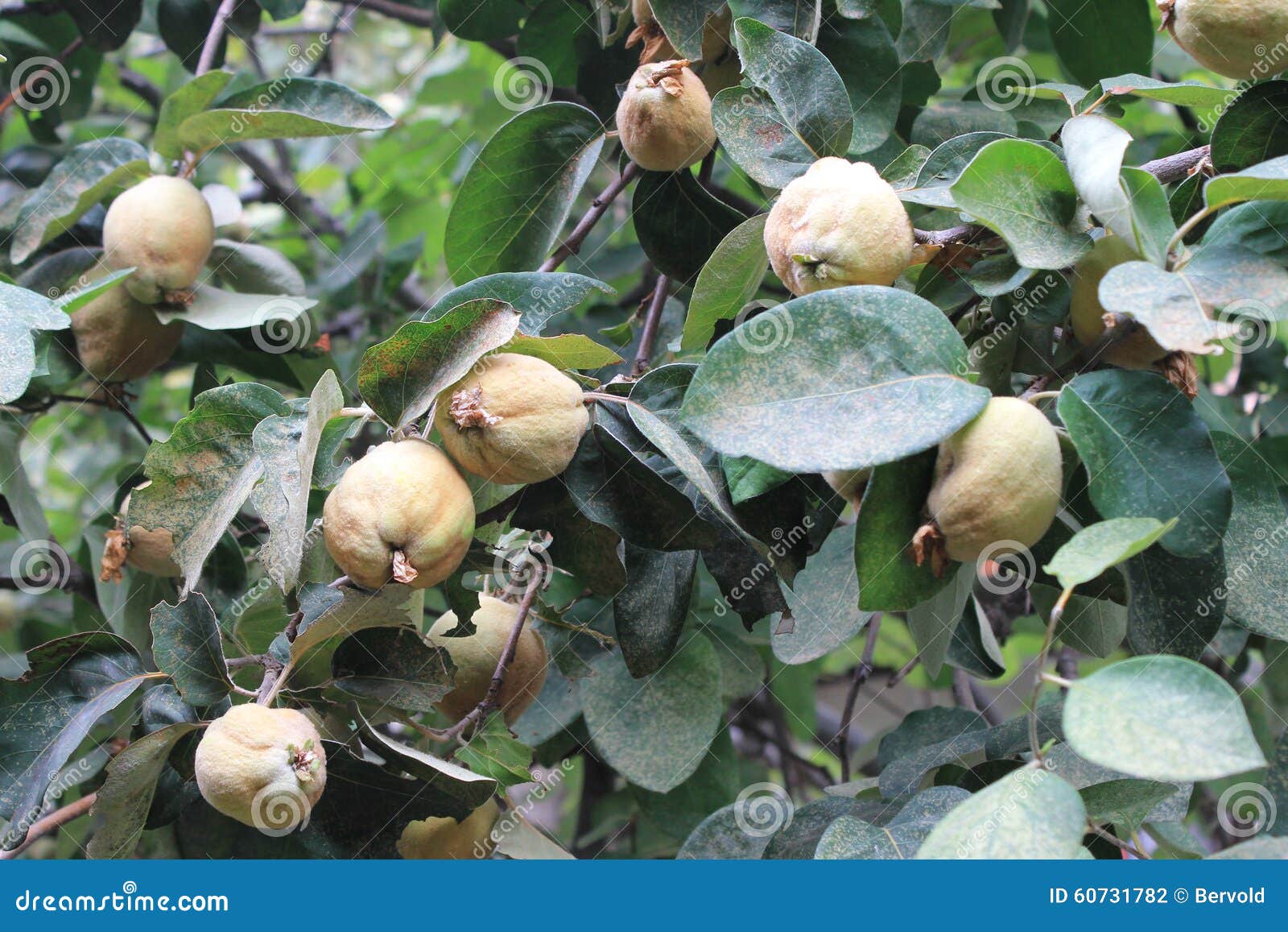 Reife Frucht Der Quitte Auf Dem Baum Stockfoto - Bild von frucht, sonne ...