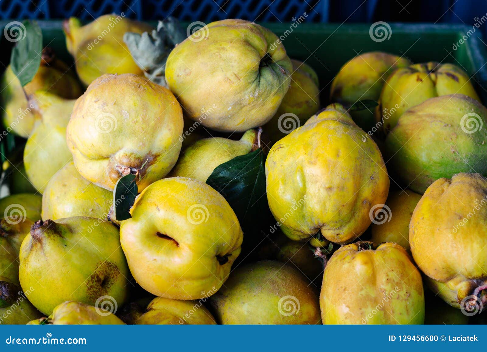 Reife Frucht Der Quitte Nach Herbsternte Stockfoto - Bild von früchte ...