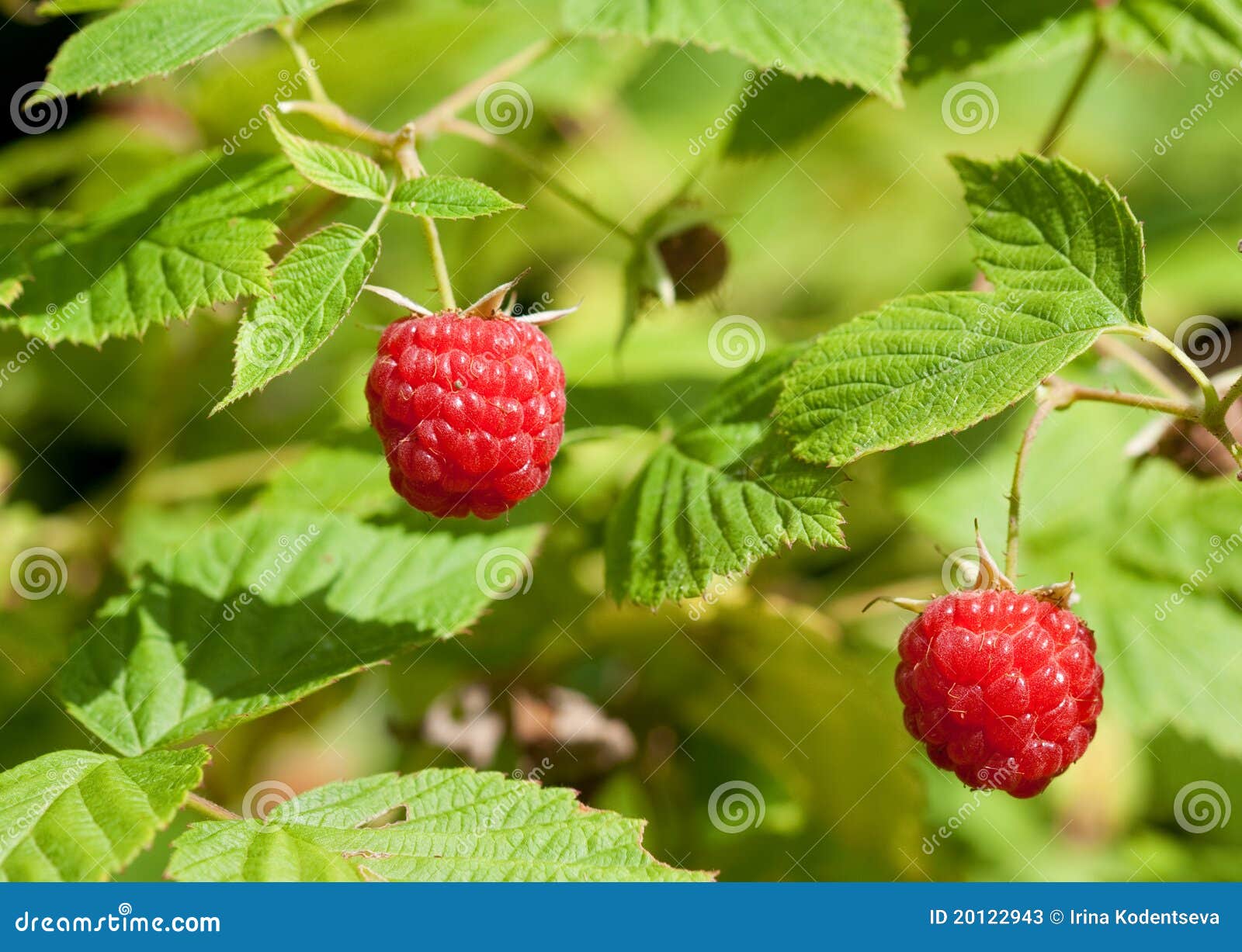 Reife Himbeere stockbild. Bild von zwei, himbeeren, blatt - 20122943