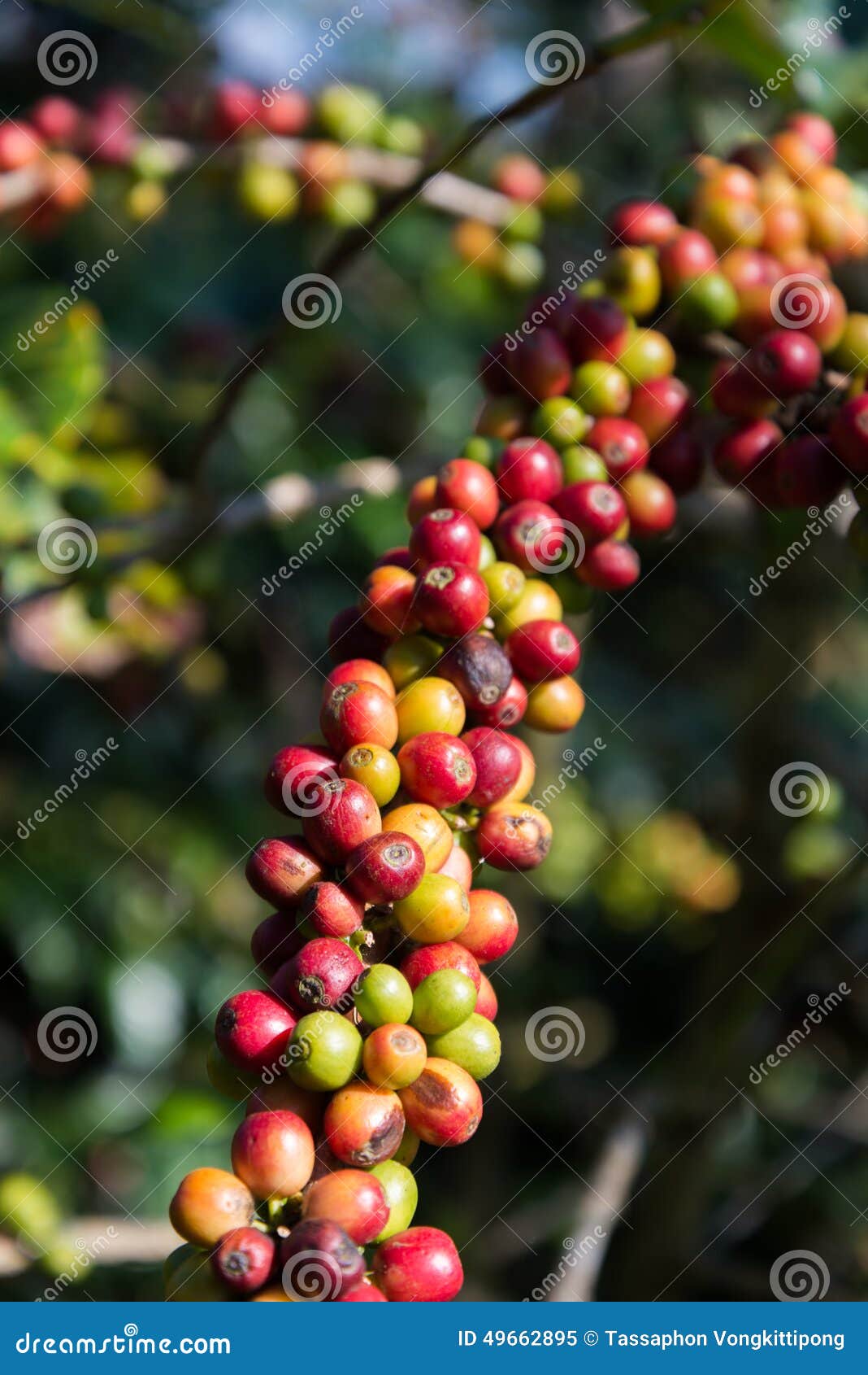 Reife Kaffeekirsche stockbild. Bild von getreide, blatt - 49662895