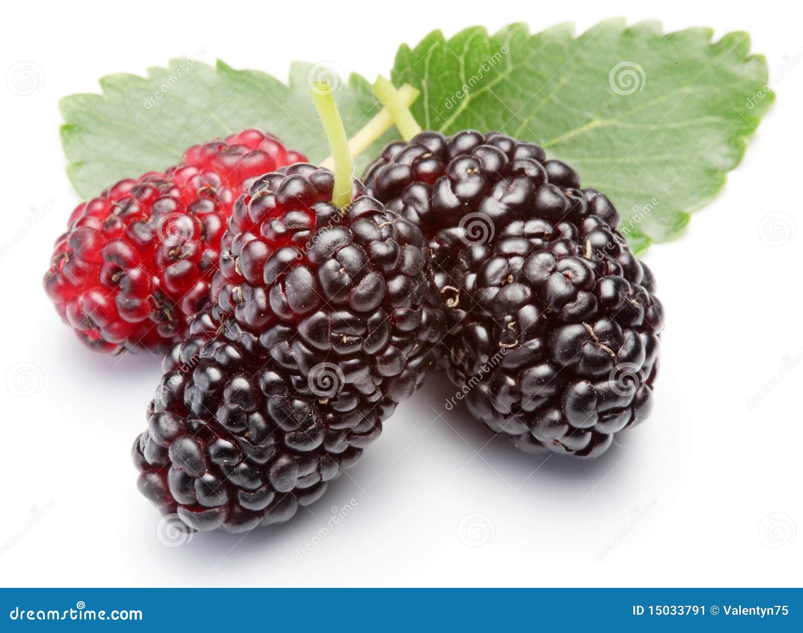 Reife Maulbeeren. stockbild. Bild von appetitanregend - 15033791