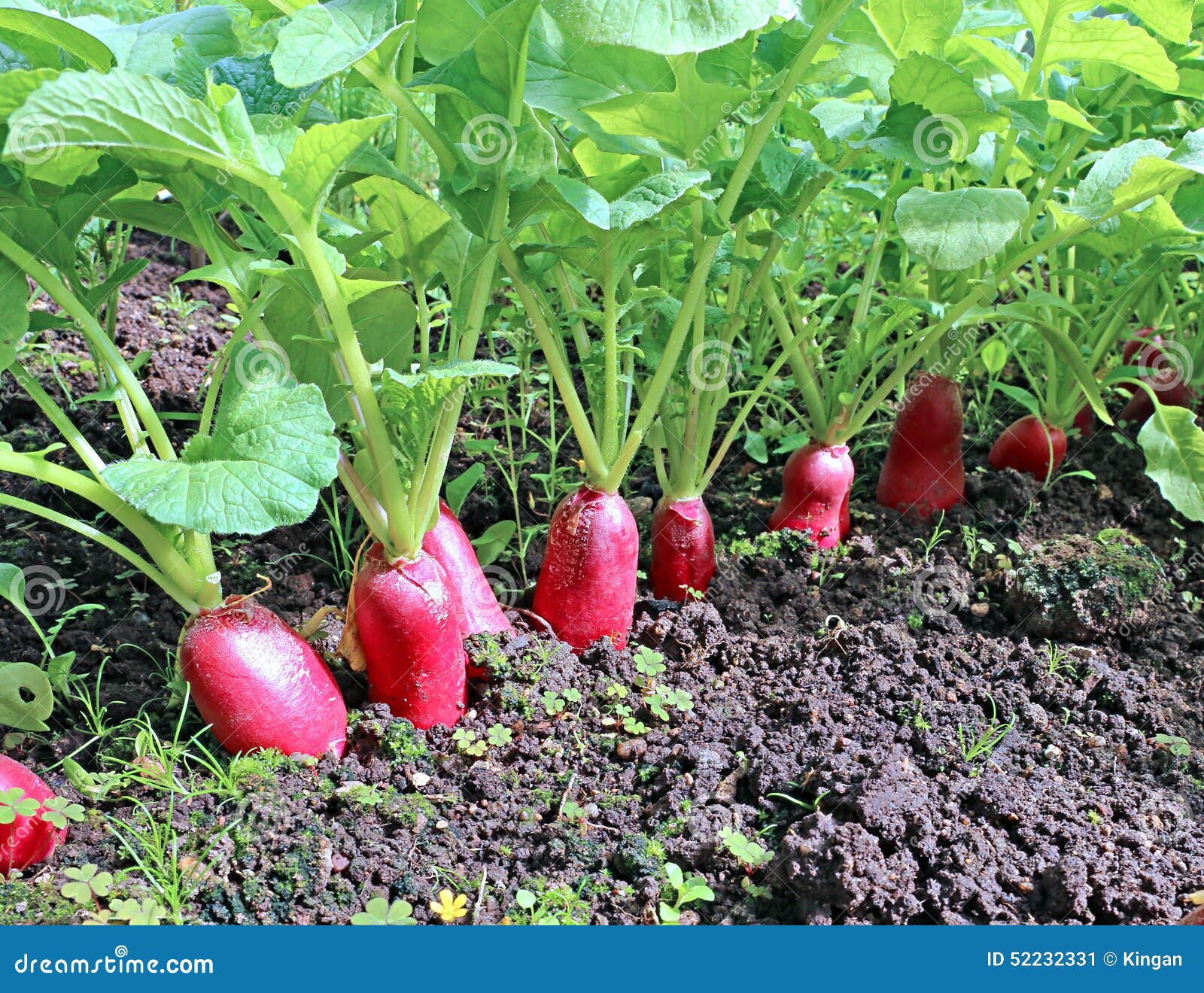 Reife ovale rote Rettiche stockbild. Bild von landwirtschaft - 52232331