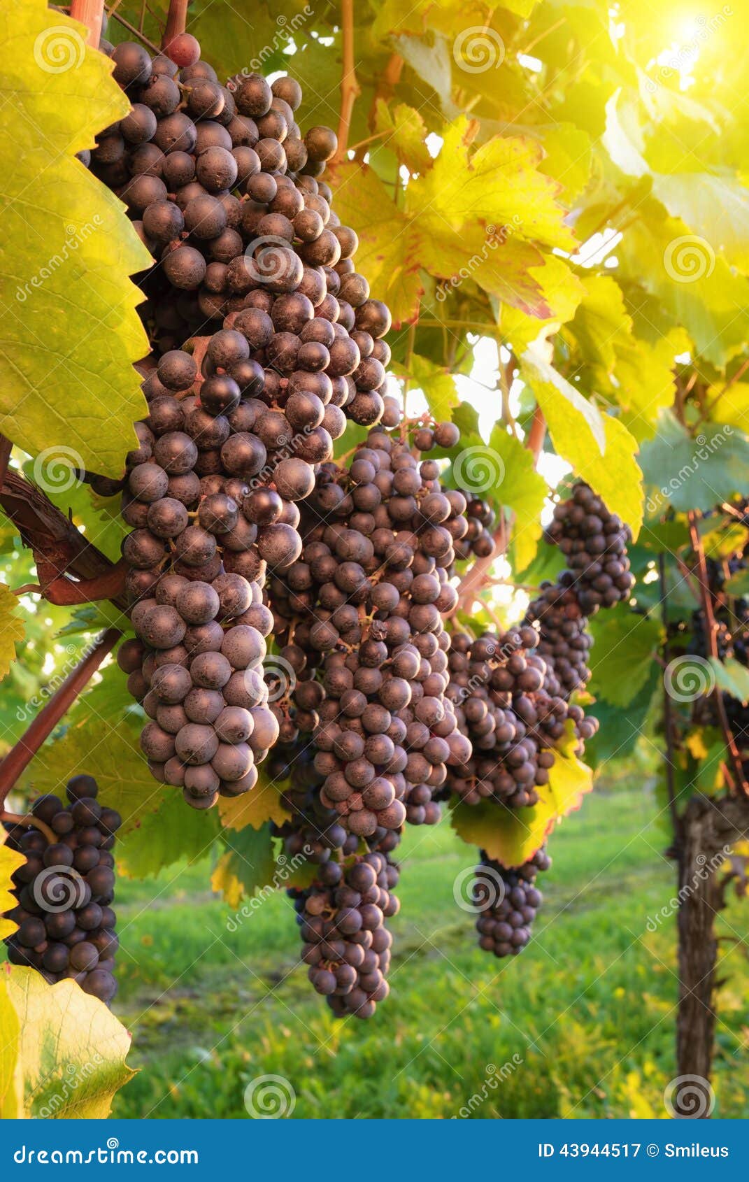 Reife Rote Trauben in Einem Weinberg Stockbild - Bild von pflanzen ...