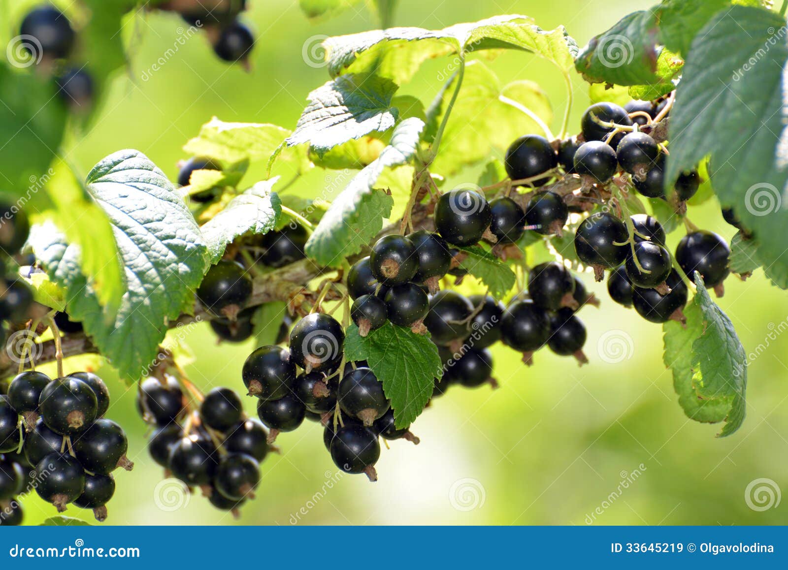 Reife Schwarze Johannisbeere Im Garten Stockbild - Bild von frisch ...