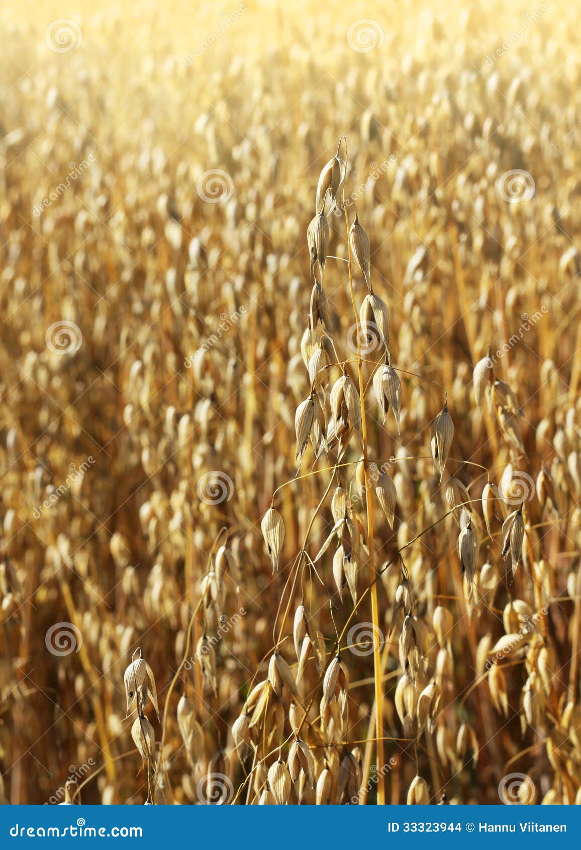 Reifer Hafer, Der Auf Feld Wächst Stockfoto - Bild von seed, stroh ...