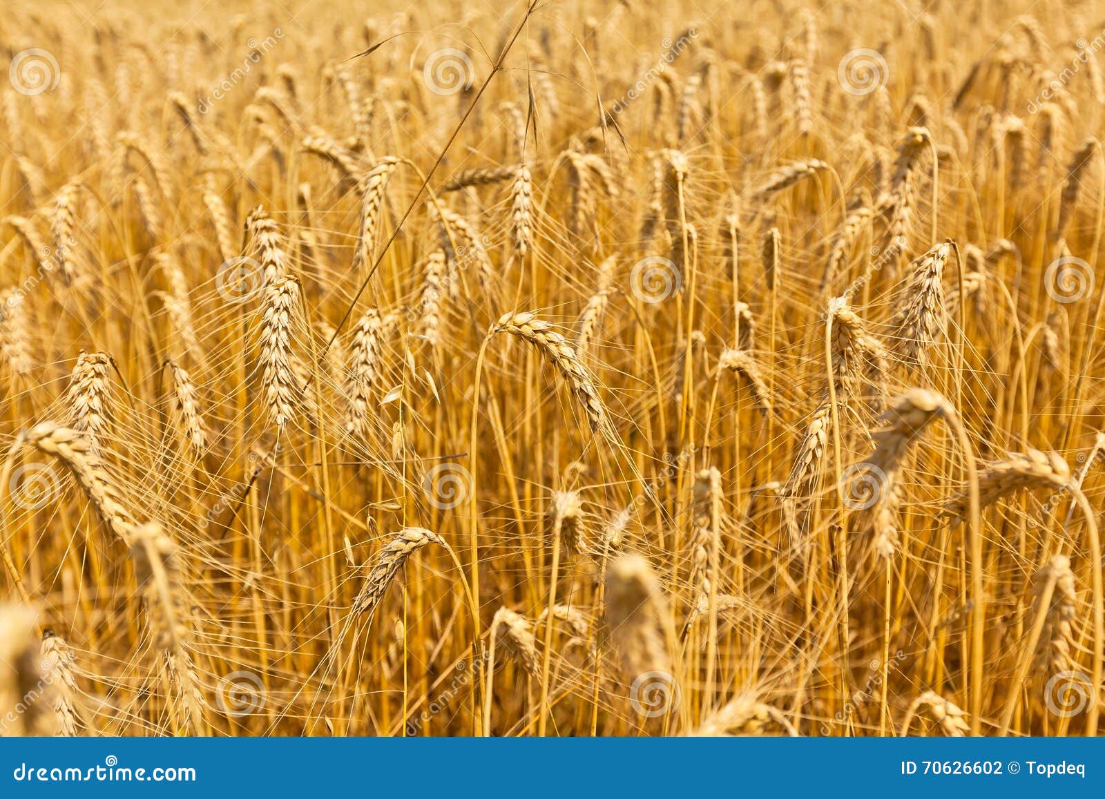 Reifes Getreidefeld stockfoto. Bild von landwirtschaftlich - 70626602