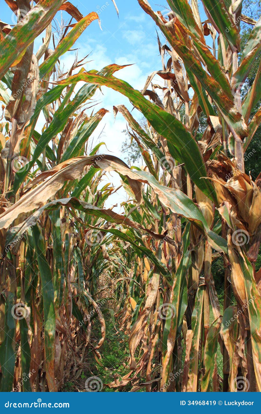 Reifes Mais-Feld stockbild. Bild von körner, nave, mais - 34968419